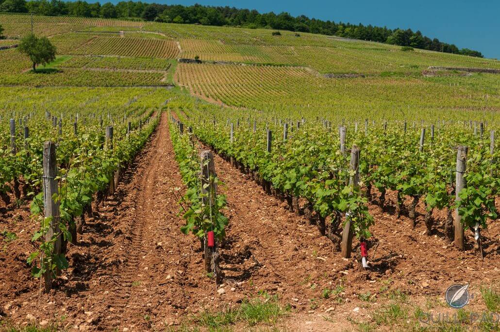 The World’s Best Wine? No Contest: Romanée-Conti By Domaine De La ...
