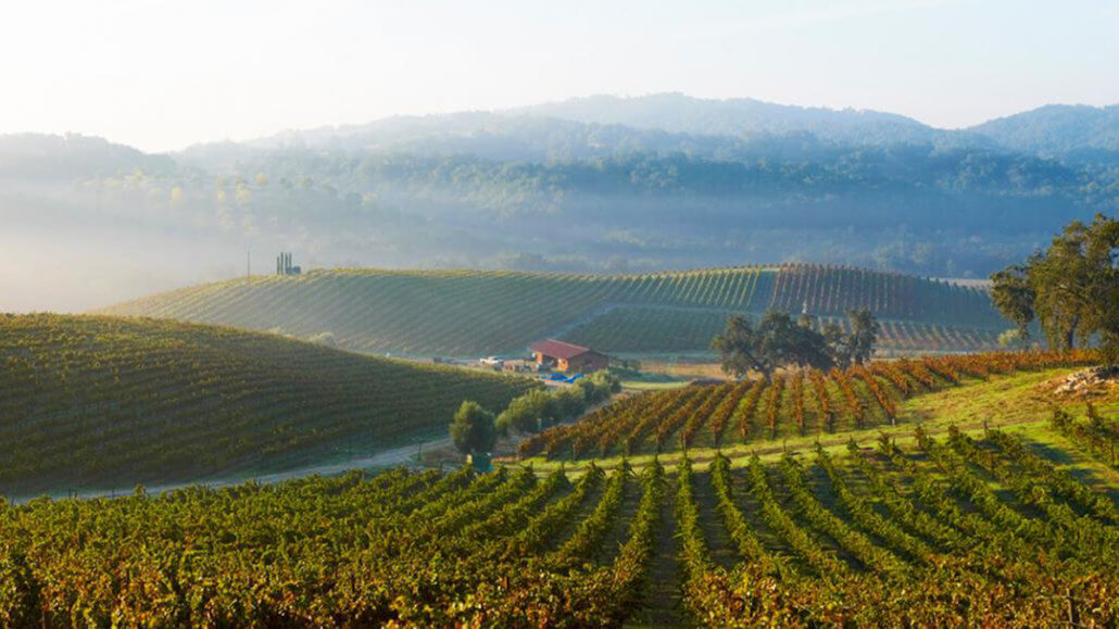 Domaine Dujac: Red-Hot Burgundy Wines (With Tasting Notes) - Quill & Pad