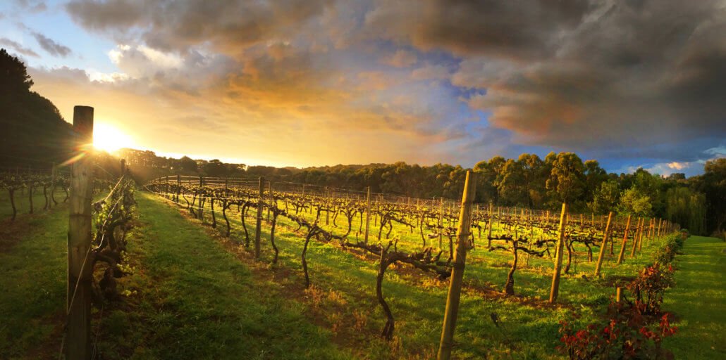 Main Ridge Estate: Great Value In Small Quantities From Australia’s ...