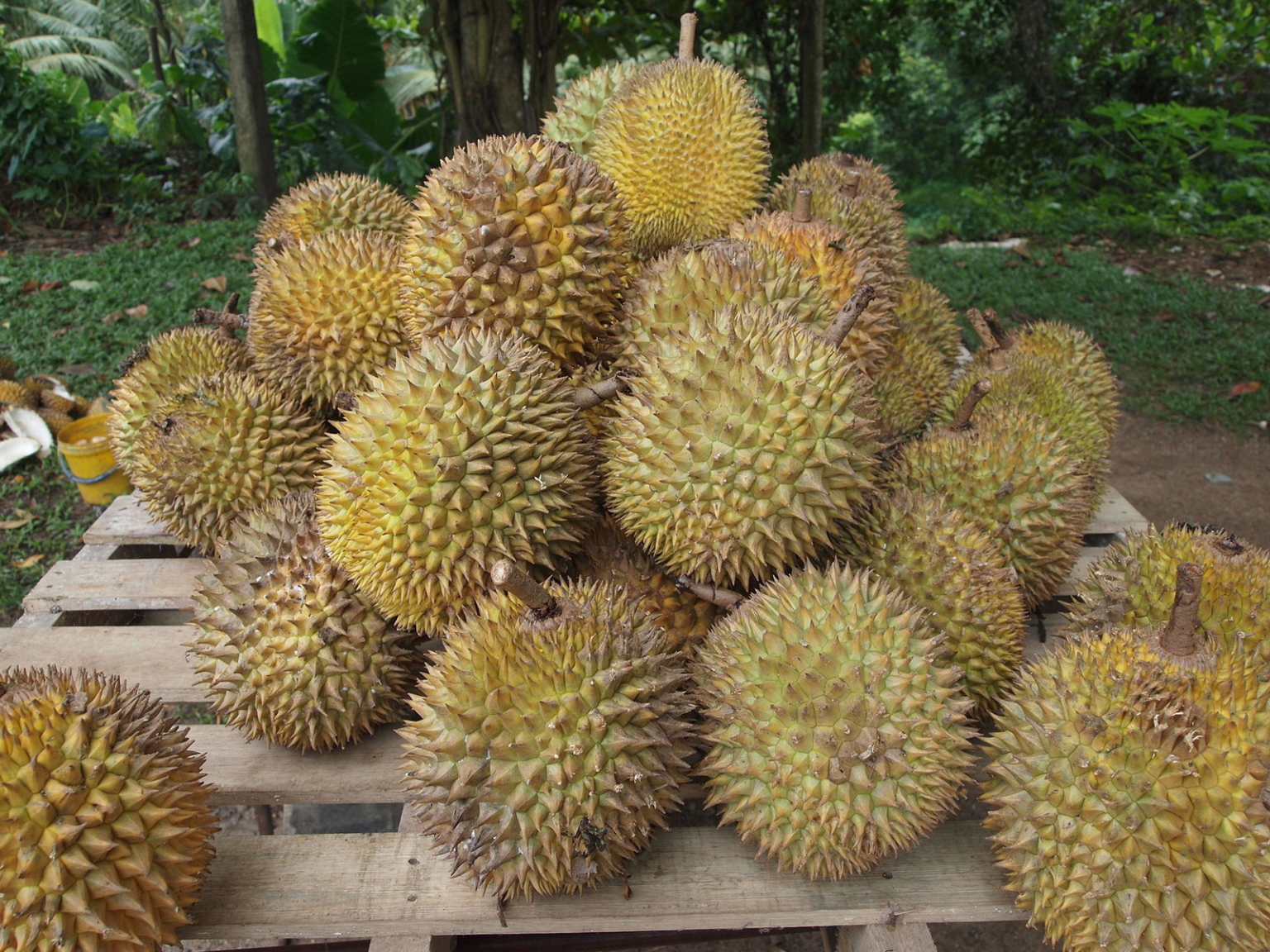 Durian: The King of Fruits – Absolutely Delicious, But the Smell is ...