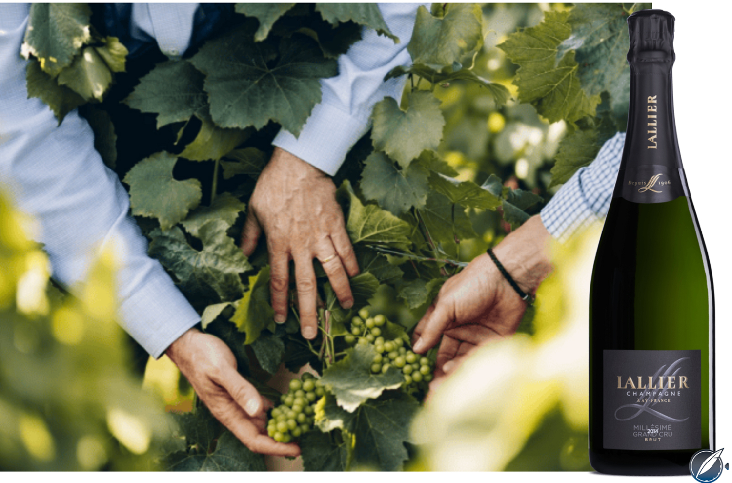 Champagne Lallier: Getting into the Ground Floor Early - Quill & Pad