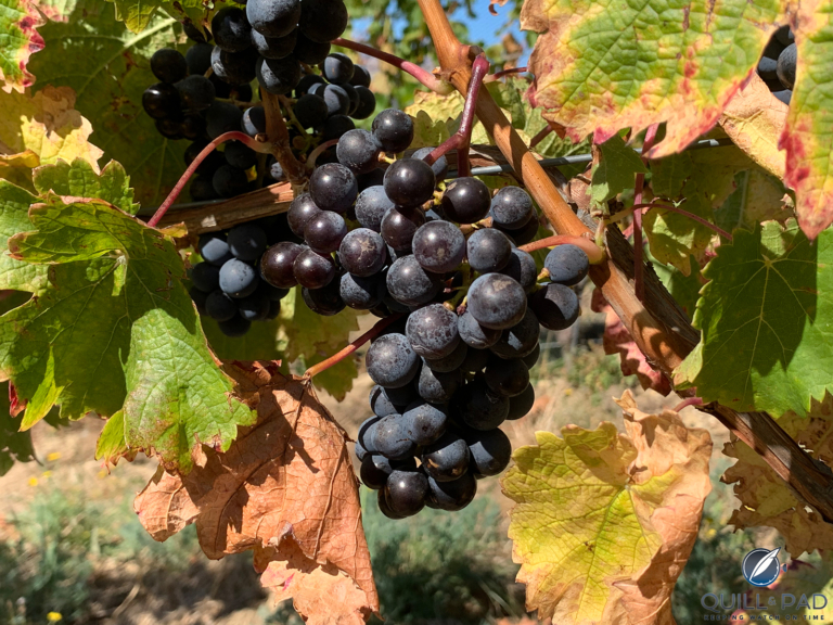 Sato Wines from New Zealand: Japanese Bankers turned Serious Winemakers ...