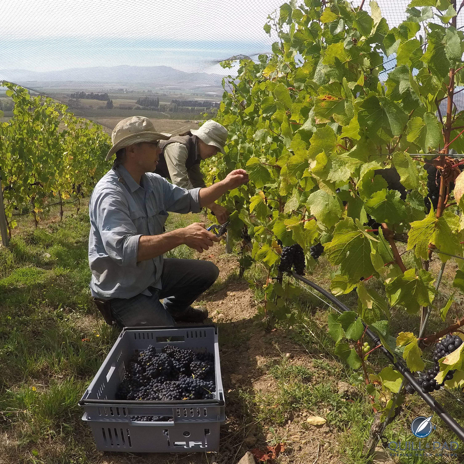 Sato Wines from New Zealand: Japanese Bankers turned Serious Winemakers ...