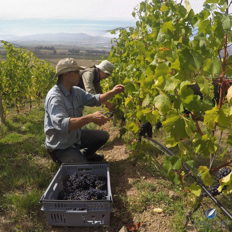 Sato Wines from New Zealand: Japanese Bankers turned Serious Winemakers ...