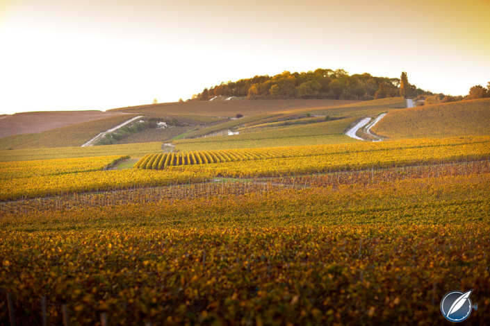 Pol Roger Brut Vintage 2018: An Absolutely Brilliant Champagne! - Quill ...